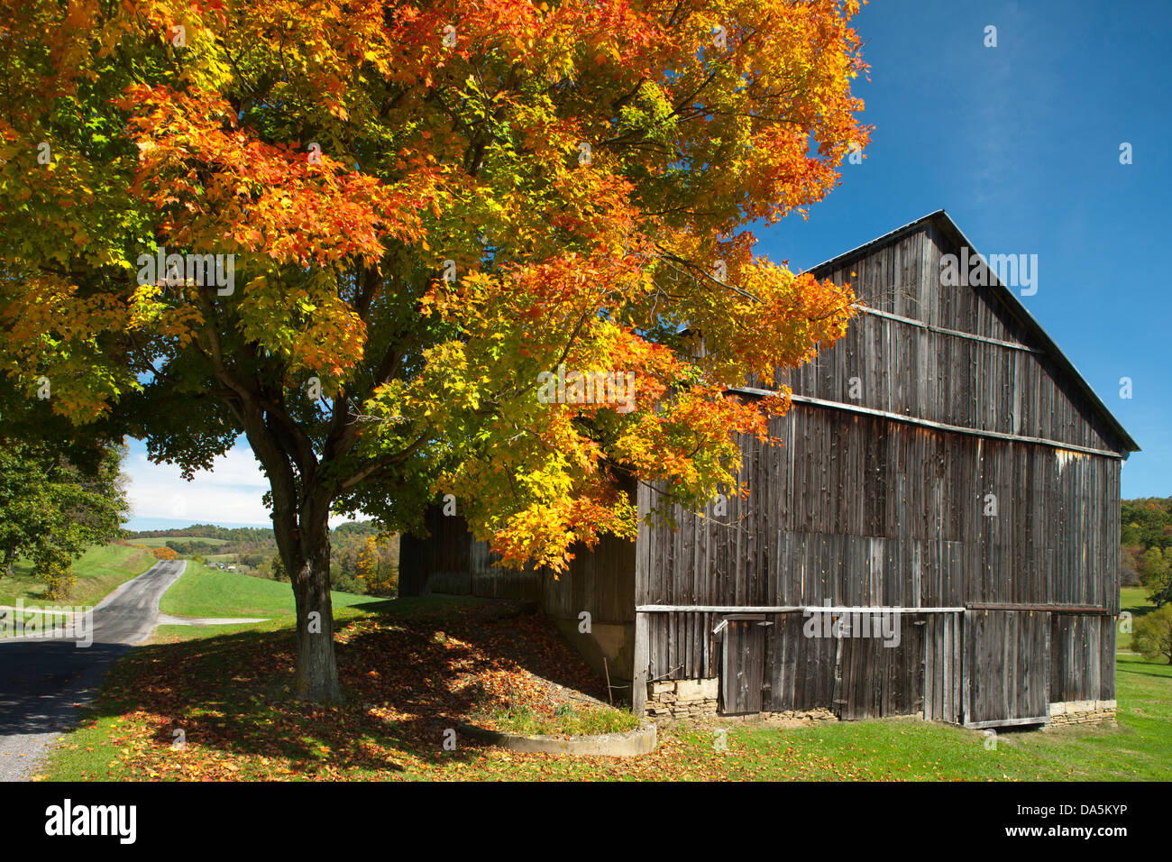 FALL FOLIAGE AT TWO LEVEL BANK BARN INDIANA COUNTY PENNSYLVANIA USA ...