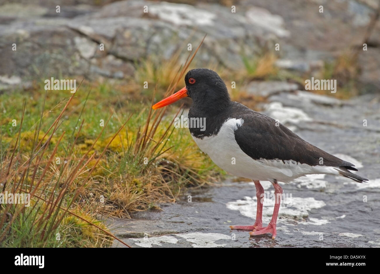 The oyster catcher hi-res stock photography and images - Alamy
