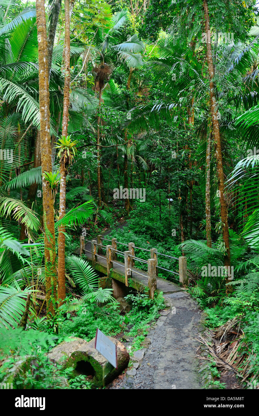 Tropical rain forest in San Juan, Puerto Rico Stock Photo - Alamy