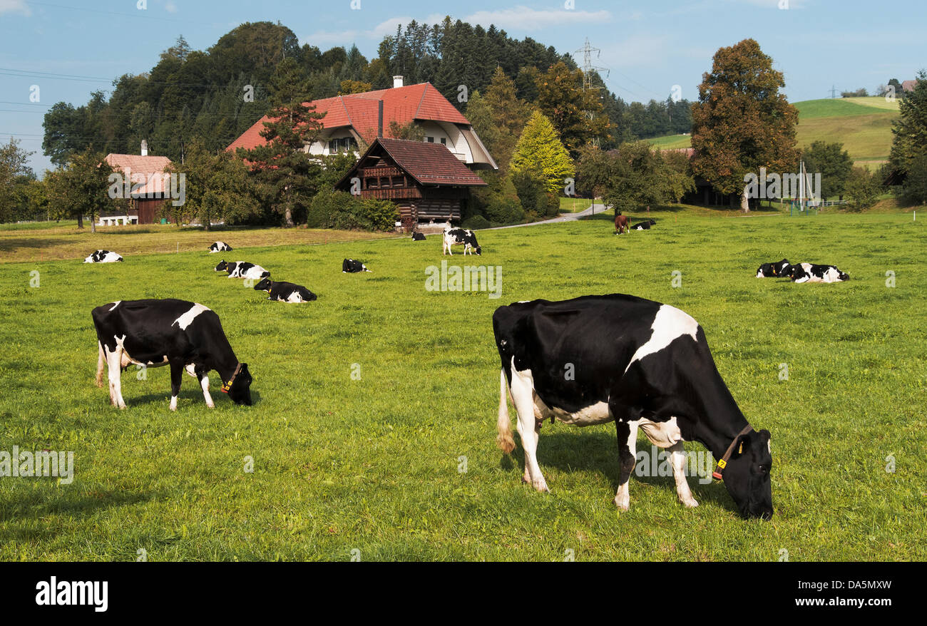 Switzerland house cow hi-res stock photography and images - Alamy