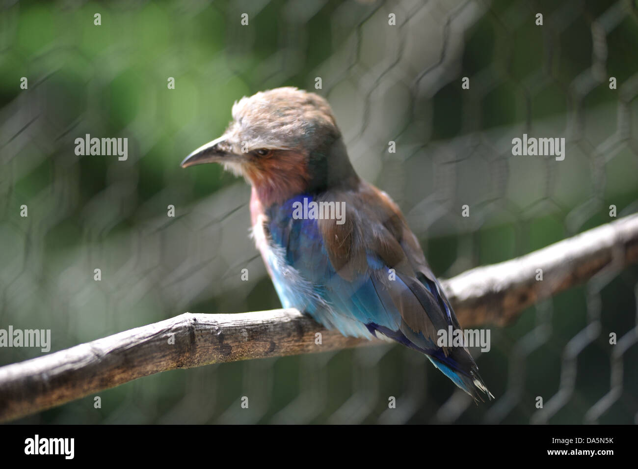 A bird softly focused on Stock Photo - Alamy