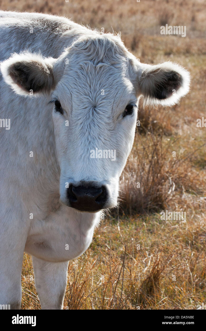 Canada range field ranch cows hi-res stock photography and images - Alamy
