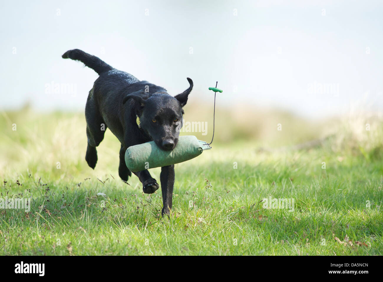 Young labrador retrieving Stock Photo - Alamy