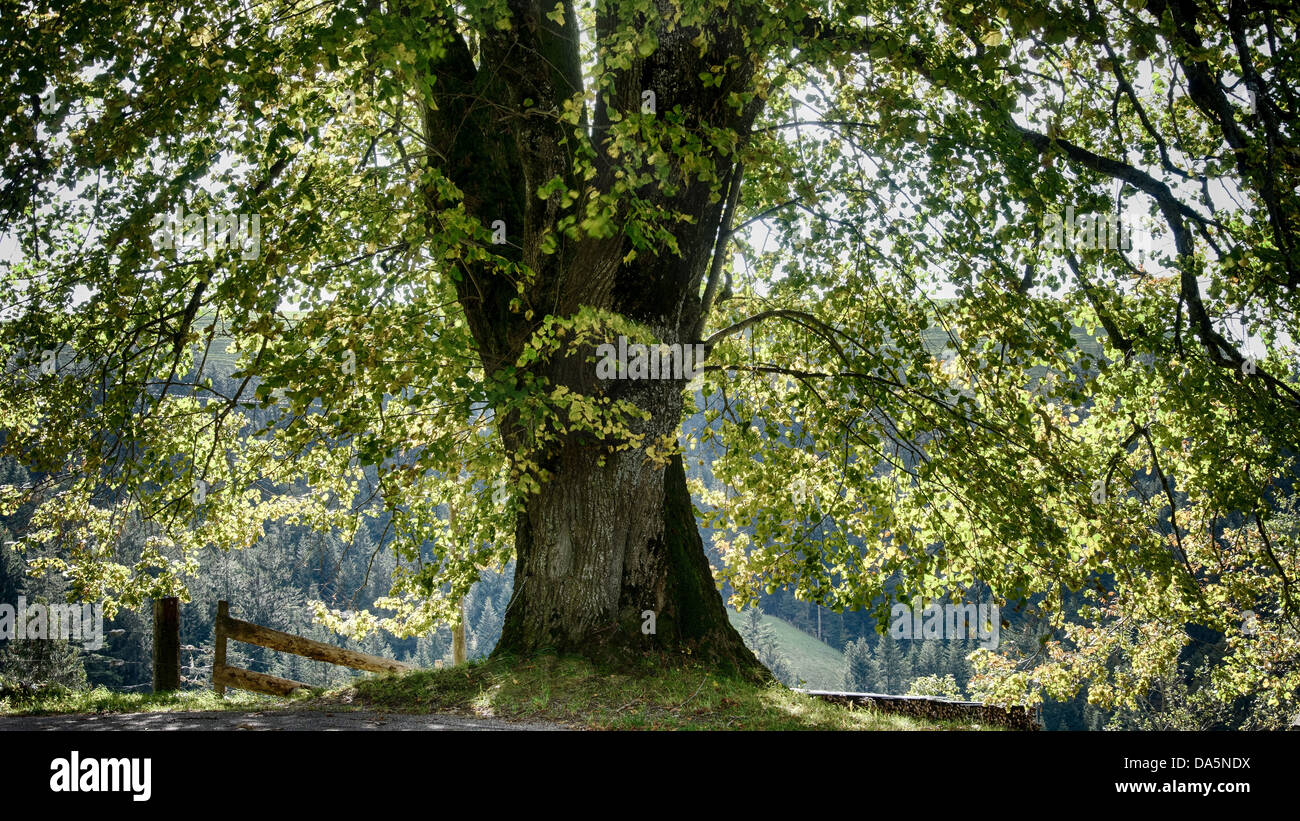 Tree, Emmental, canton Bern, Bern, Langnau, foliage, foliage tree, lime ...