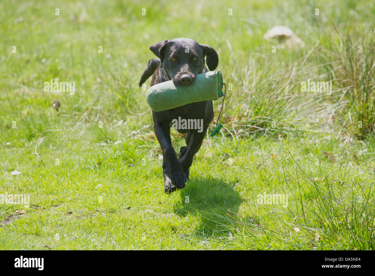 Young labrador retrieving Stock Photo - Alamy