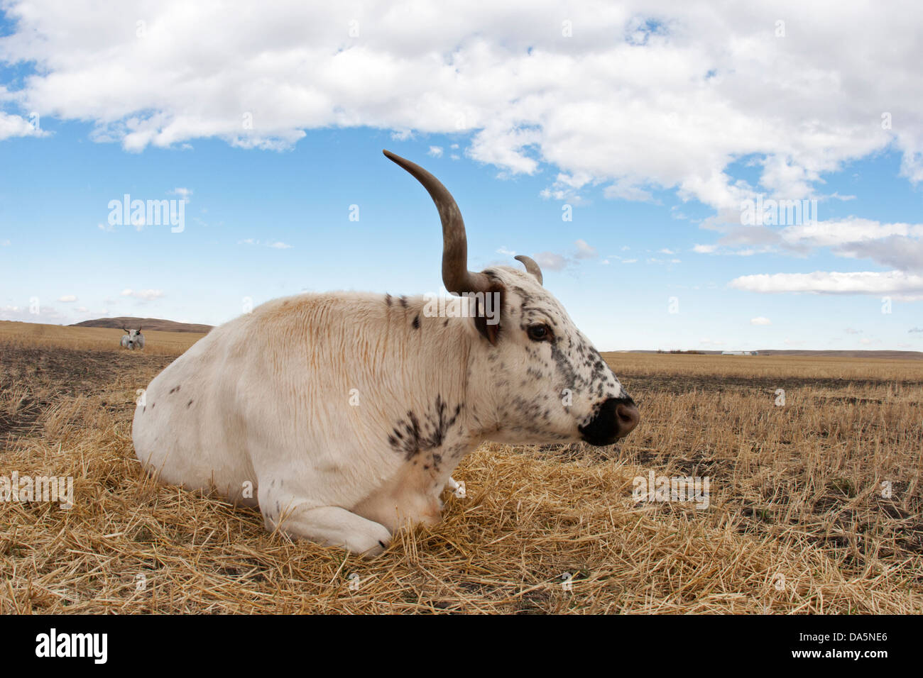 Longhorns Cattle Field High Resolution Stock Photography and Images - Alamy