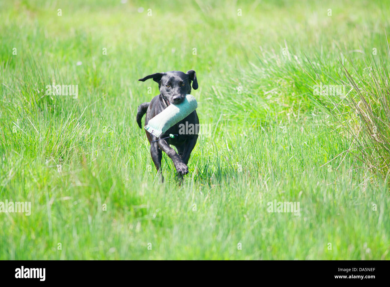 Young labrador retrieving Stock Photo - Alamy