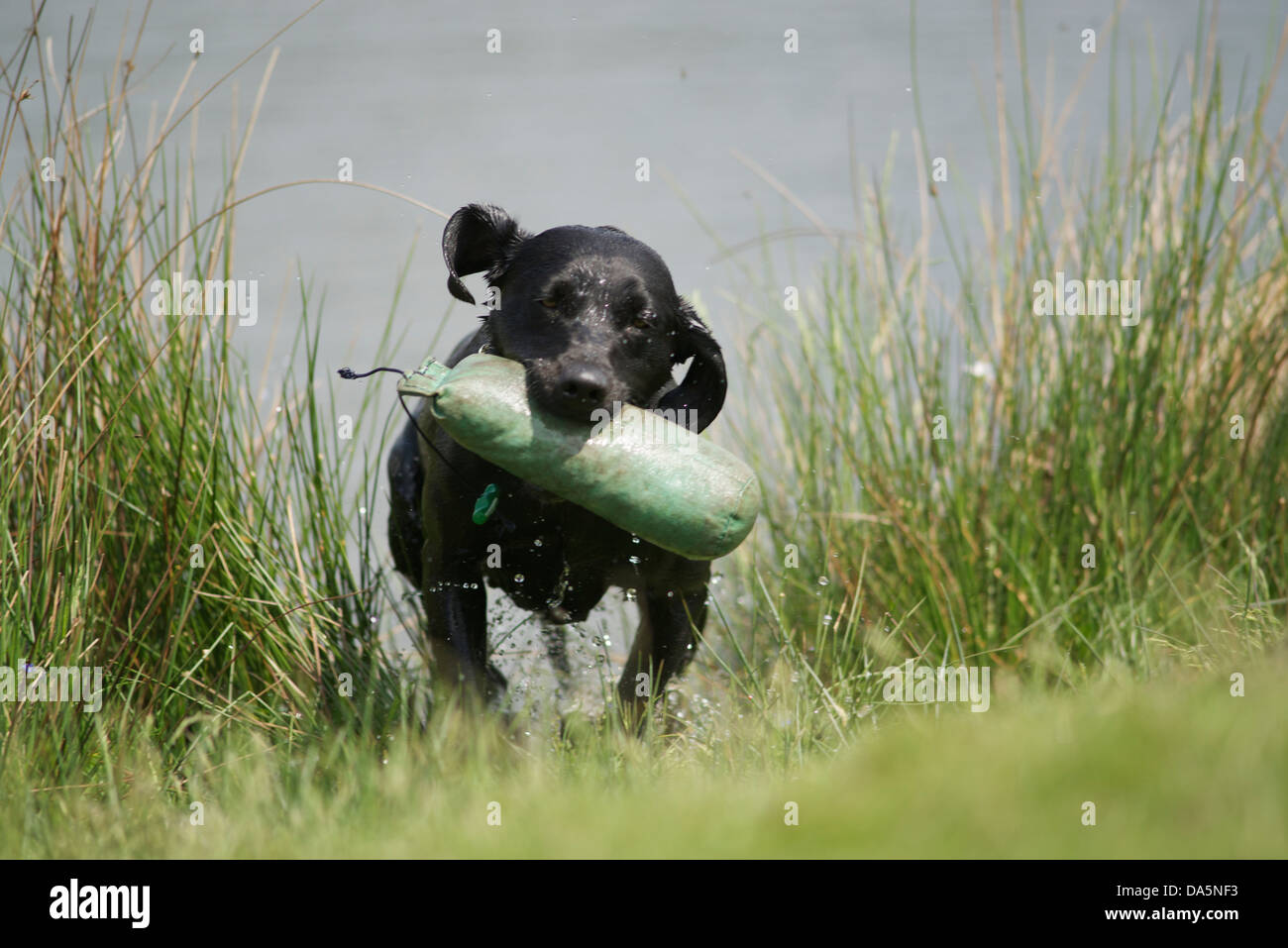 Young labrador retrieving Stock Photo - Alamy