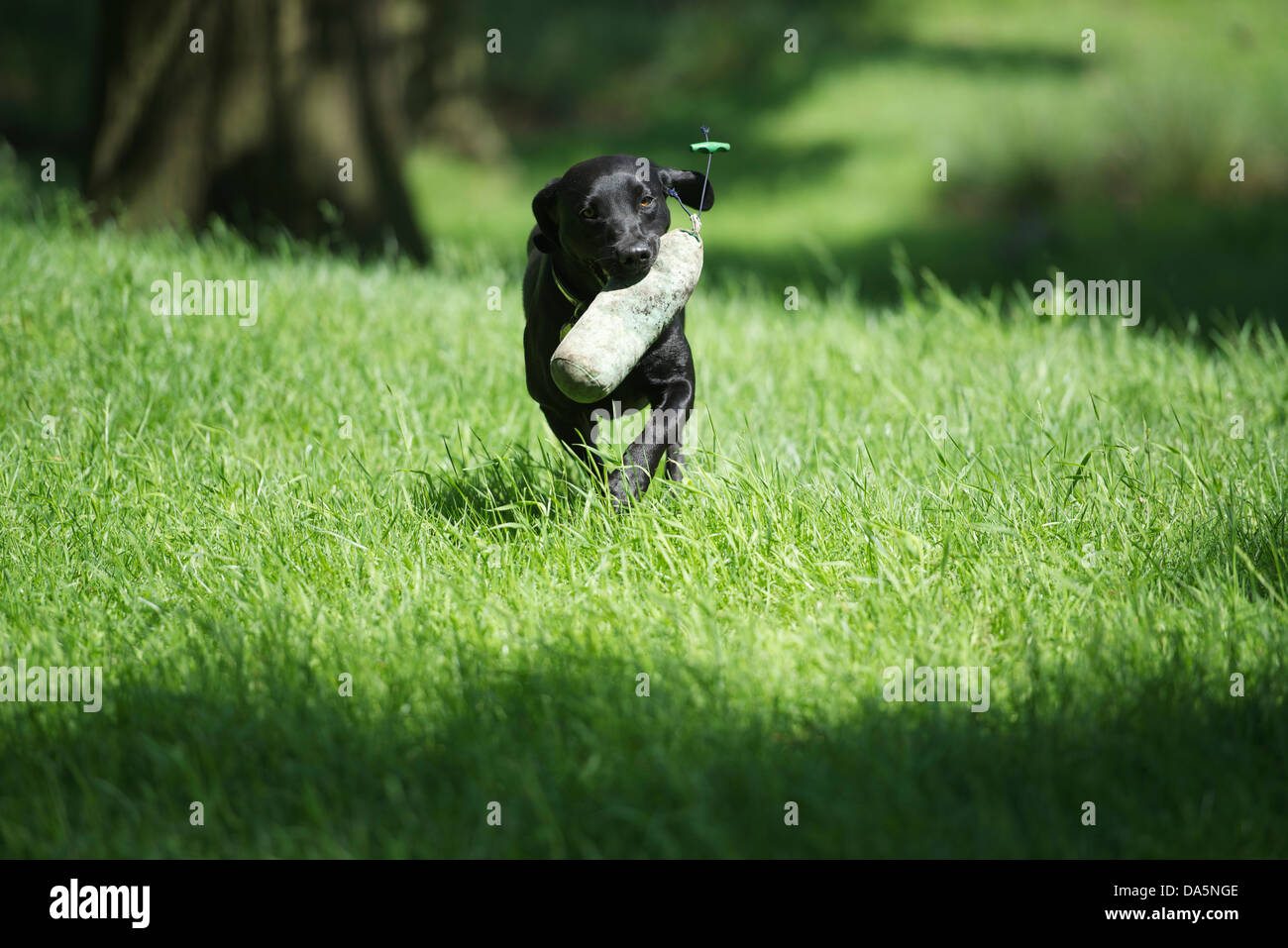 Young labrador retrieving Stock Photo - Alamy