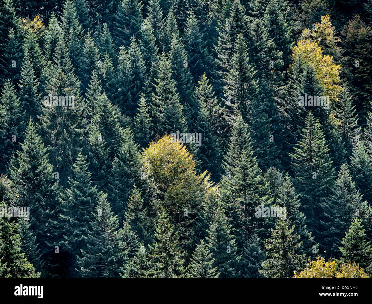 Beech spruce forest hi-res stock photography and images - Alamy
