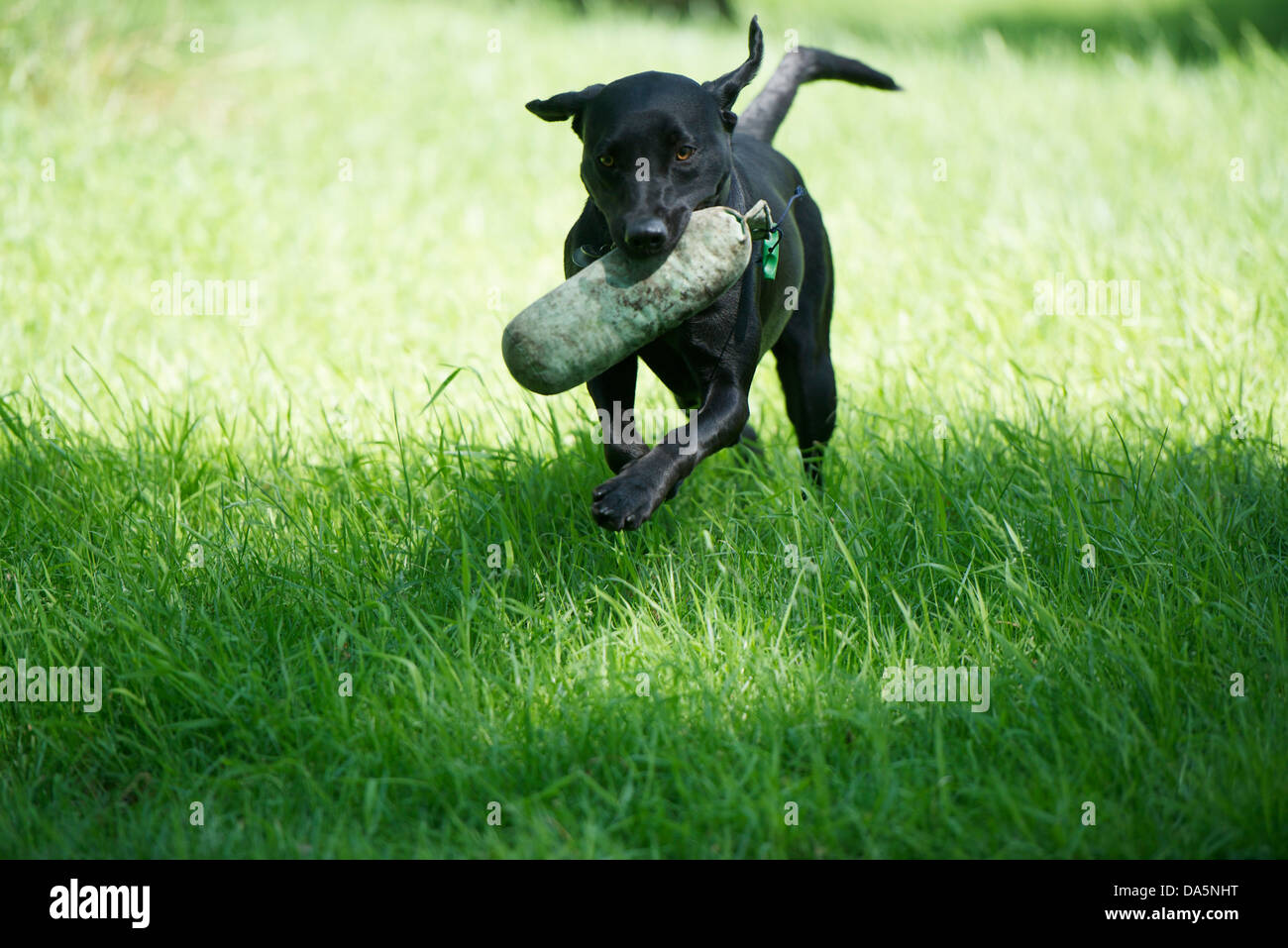 Young labrador retrieving Stock Photo - Alamy