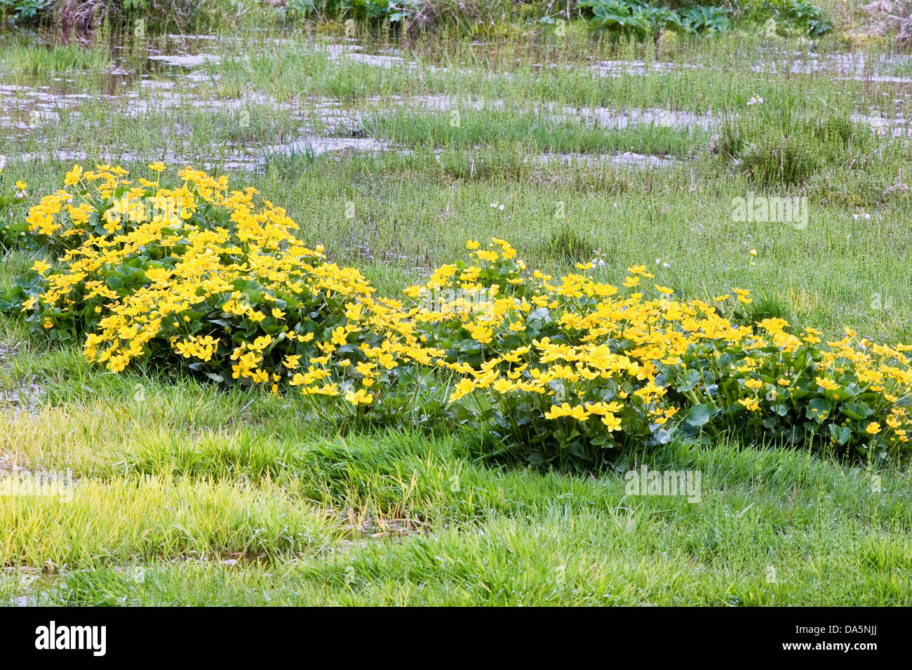 Marsh marigold (Caltha palustris) flowers at the water edge wetland ...