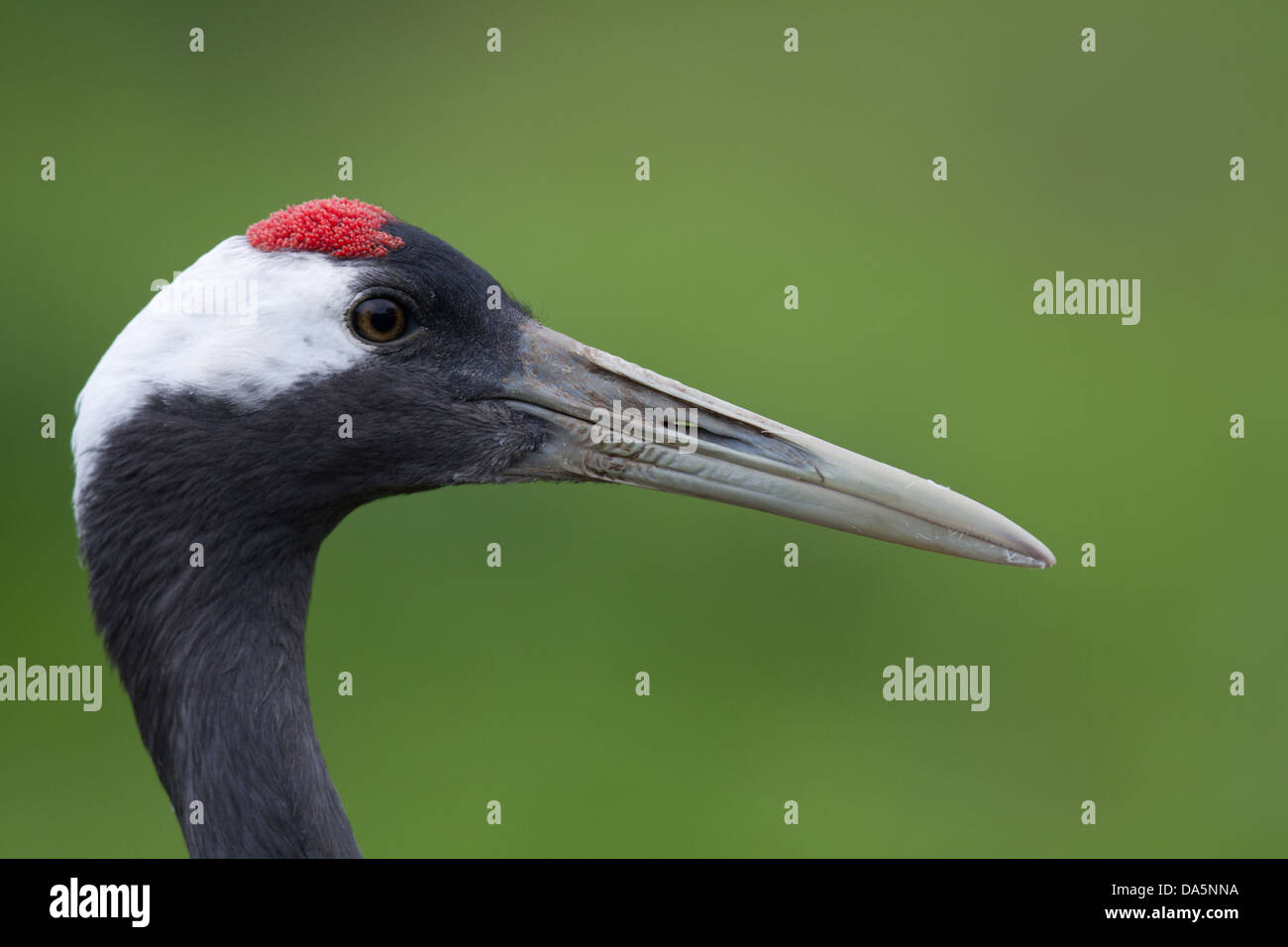 A common crane shows off its bright red crown Stock Photo - Alamy