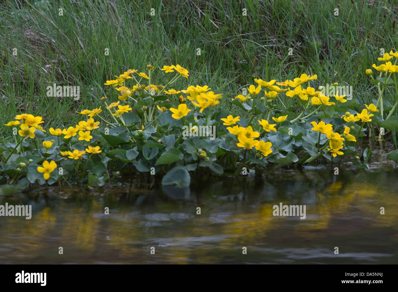 Marsh marigold (Caltha palustris) flowers at the water edge wetland ...