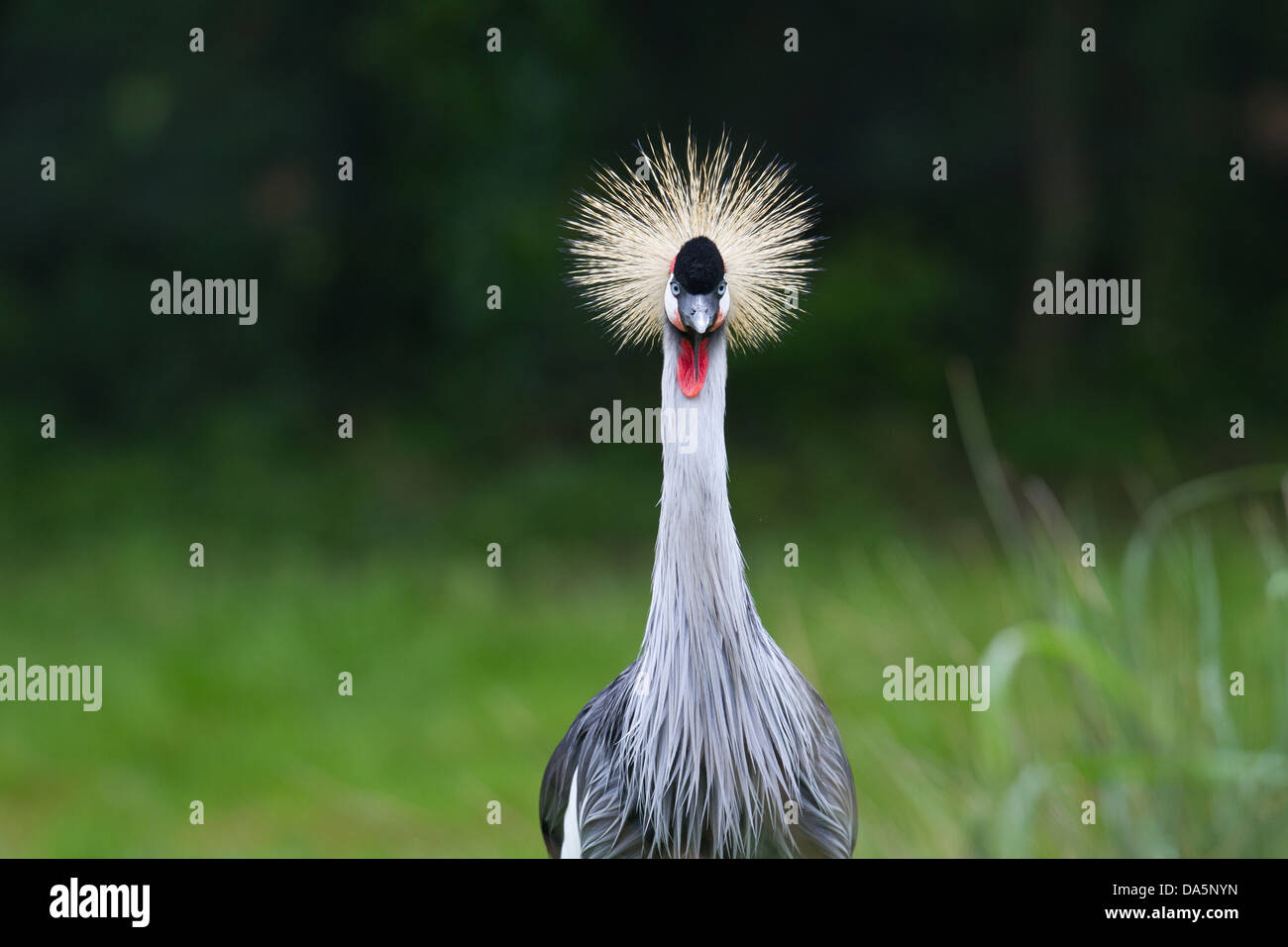 A grey crowned crane shows off it's impressive crest Stock Photo - Alamy