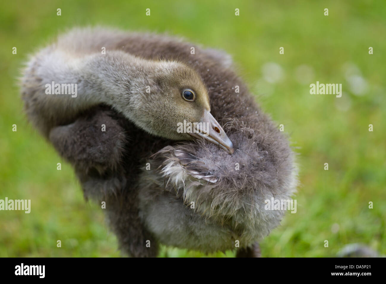 Canadian gosling hi-res stock photography and images - Alamy