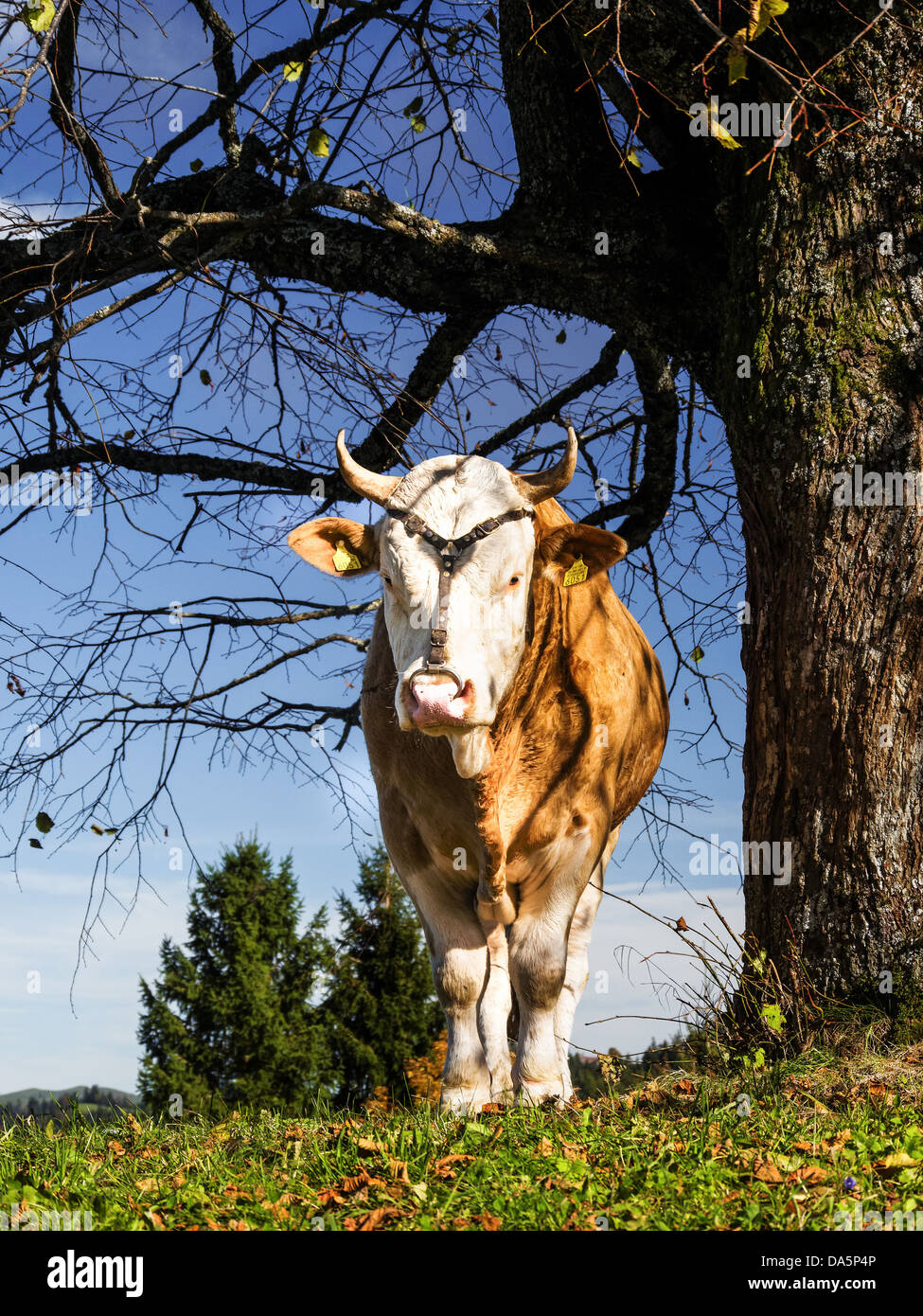 Tree, trunk, Blappach, Emmental, Fleckvieh, Simmental cattle, canton ...