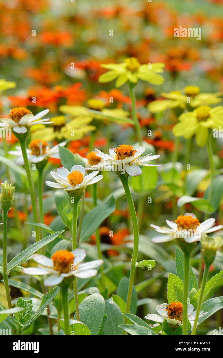 Zinnia angustifolia hi-res stock photography and images - Alamy