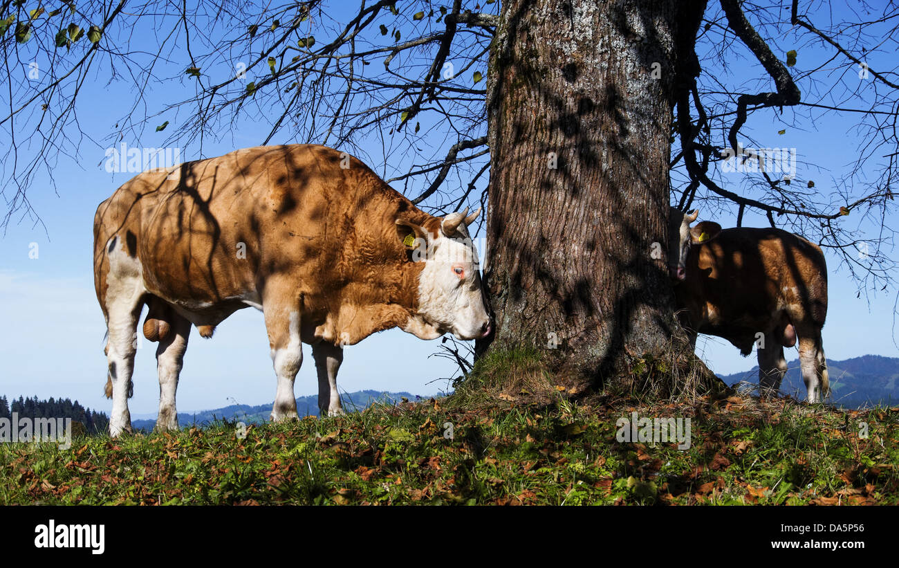 Tree, trunk, Blappach, Emmental, Fleckvieh, Simmental cattle, canton ...