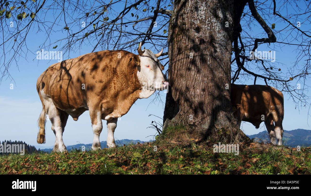 Tree, trunk, Blappach, Emmental, Fleckvieh, Simmental cattle, canton ...