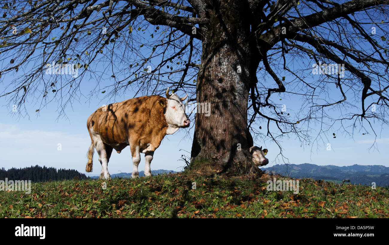Simmentaler cows hi-res stock photography and images - Alamy
