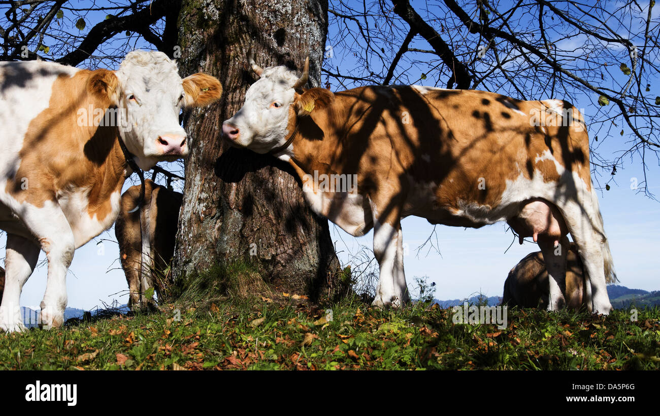 Simmentaler cows hi-res stock photography and images - Alamy