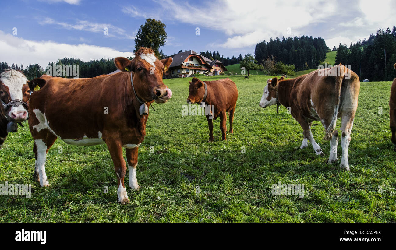 Blappach, Emmental, Fleckvieh, Simmental cattle, court, yard, canton ...