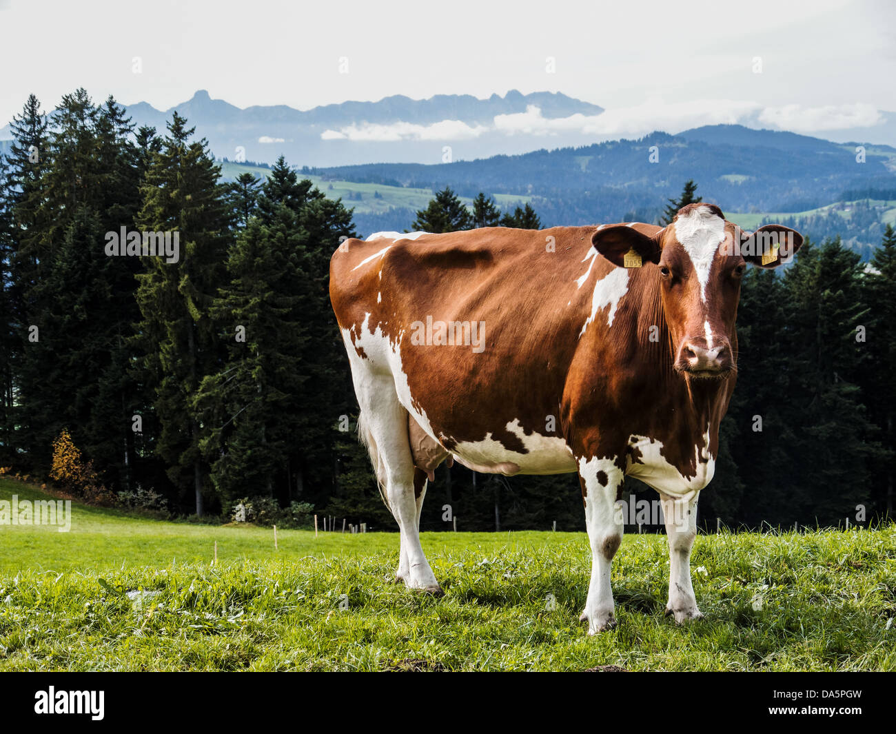 Blappach, Emmental, Fleckvieh, Simmental cattle, canton Bern, Bern, cow ...