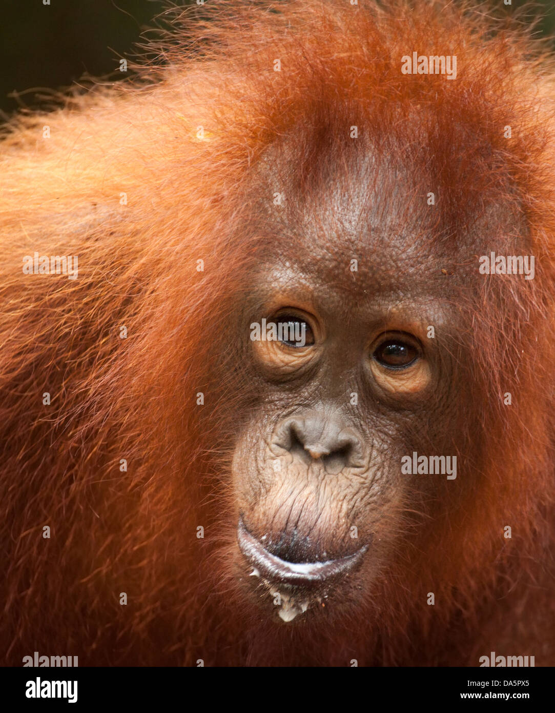 Young wild Bornean Orangutan (Pongo pygmaeus) drinking milk mixture ...