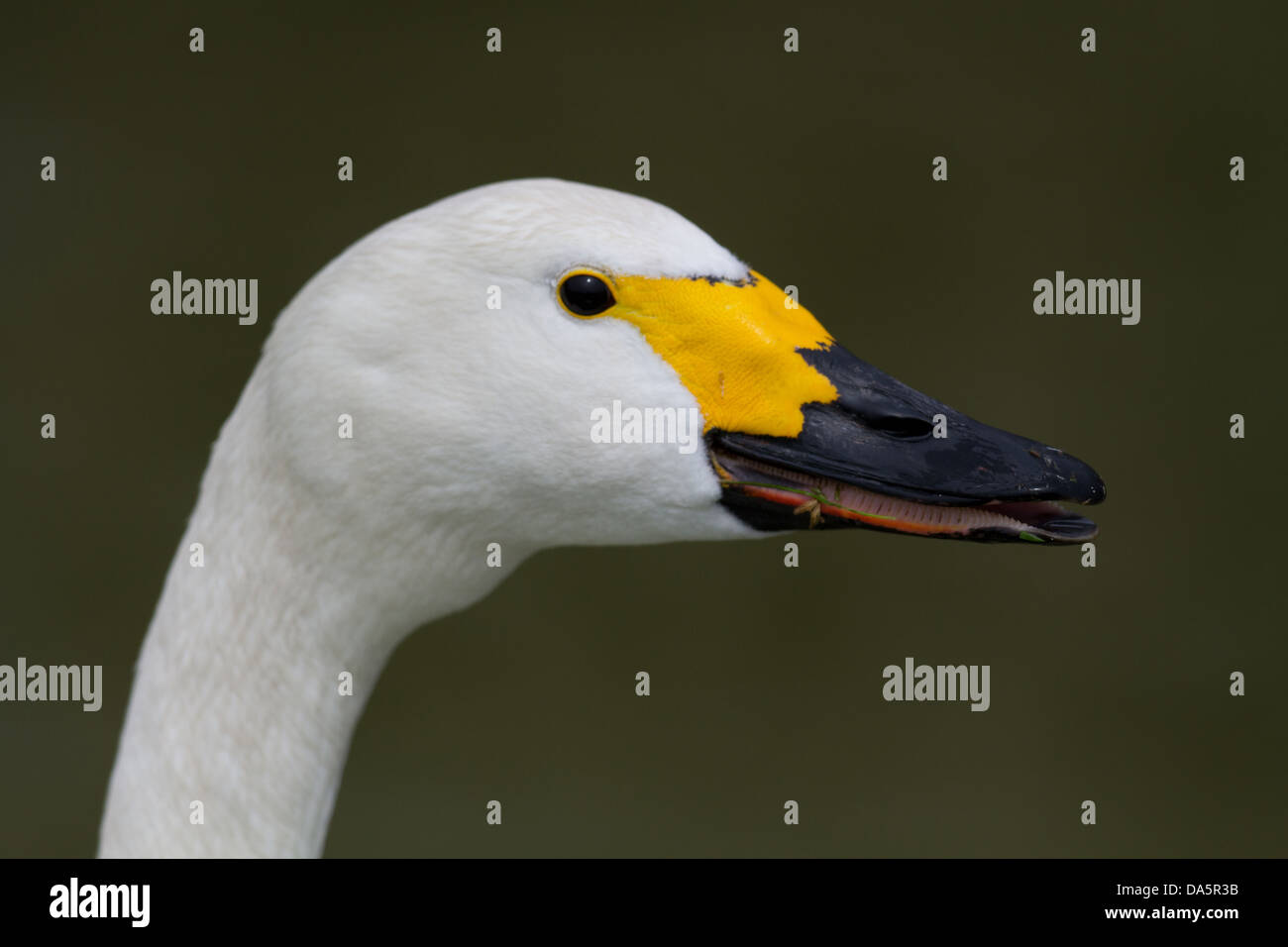 Yellow bill swan hi-res stock photography and images - Alamy