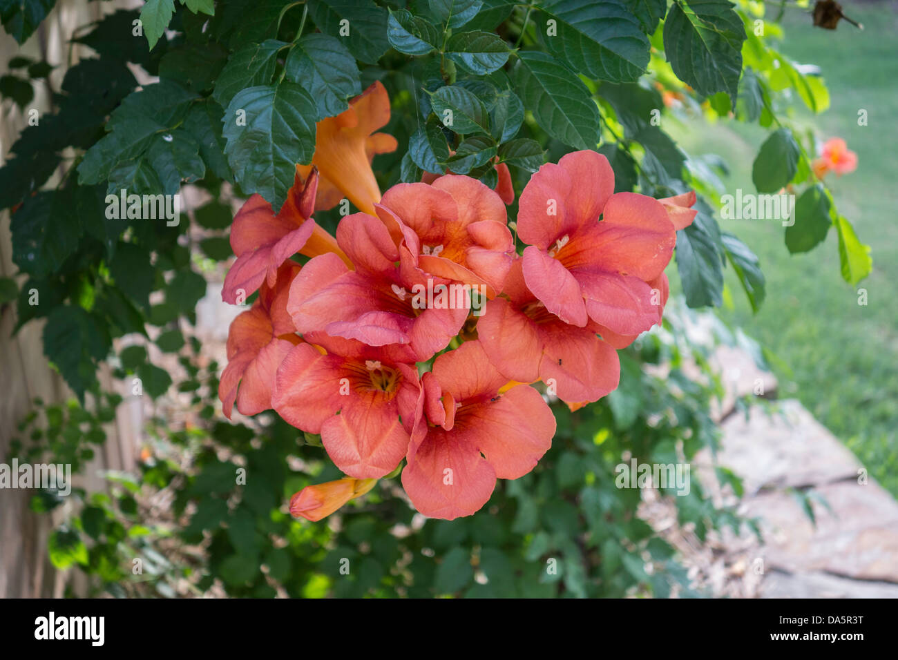 Orange trumpet vine flowers hi-res stock photography and images - Alamy
