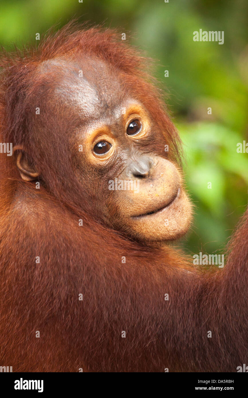 Wild Bornean Orangutan (Pongo pygmaeus) portrait Stock Photo - Alamy