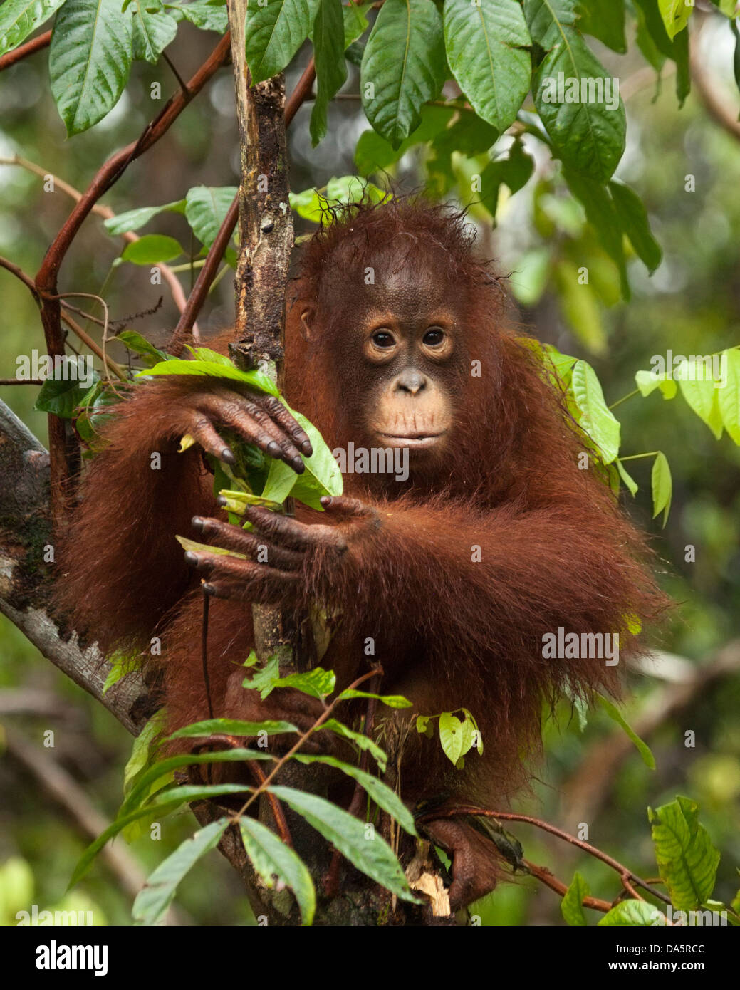 Lowland rainforest species hi-res stock photography and images - Alamy