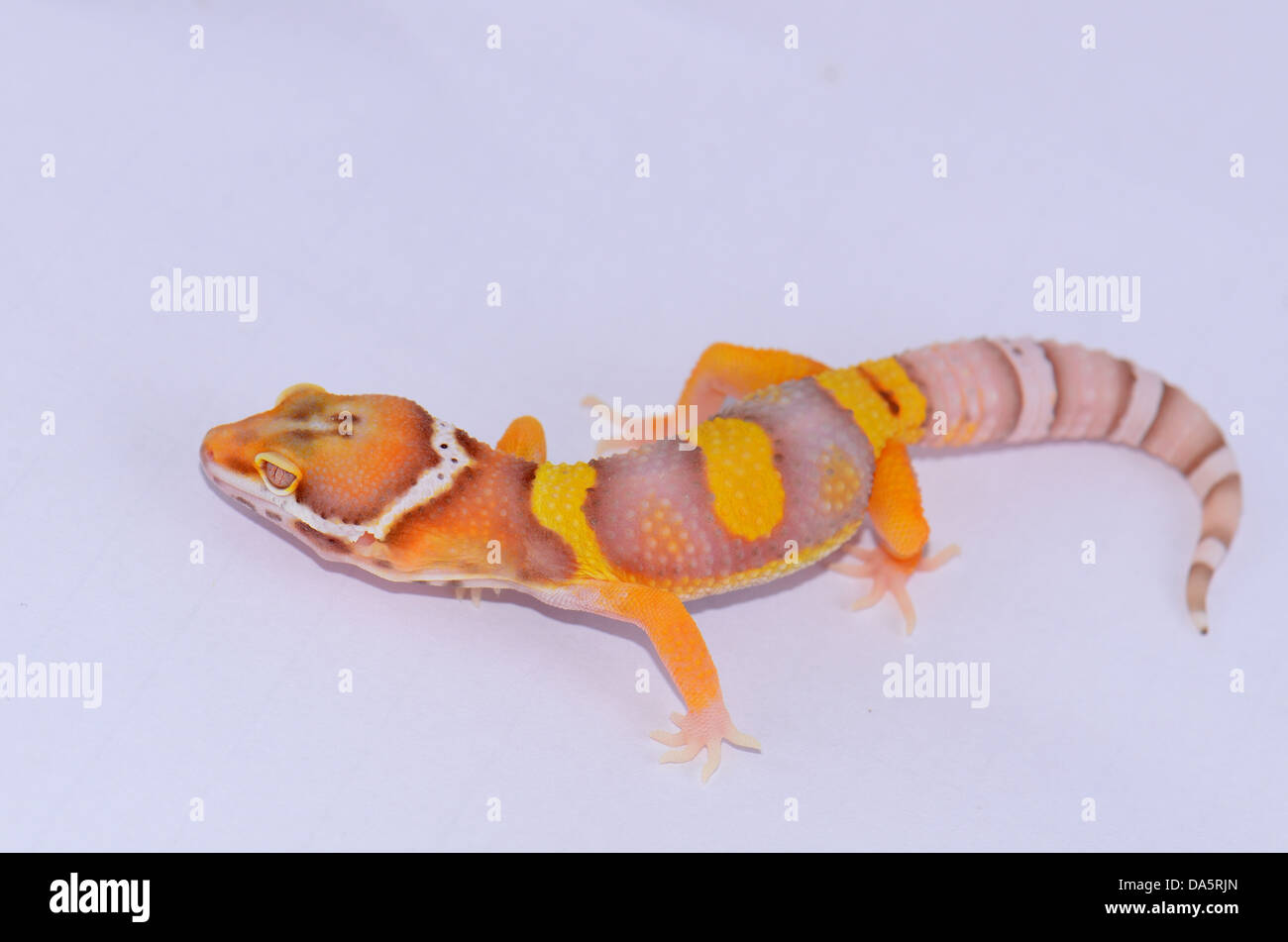 beautiful juvenile Bell albino leopard gecko (Eublepharis macularius ...
