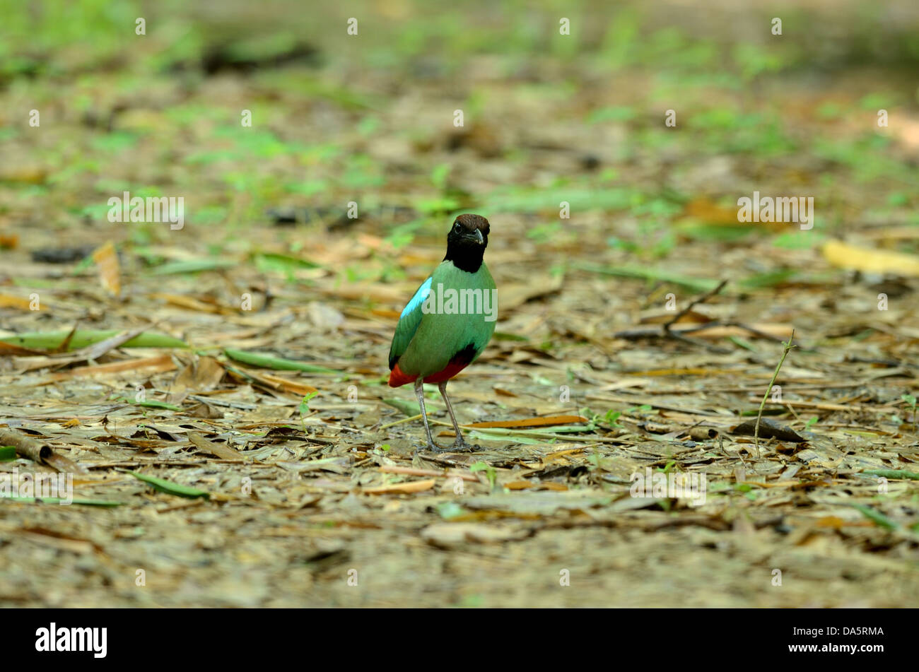 beautiful hooded pitta (Pitta sordida) on ground Stock Photo - Alamy