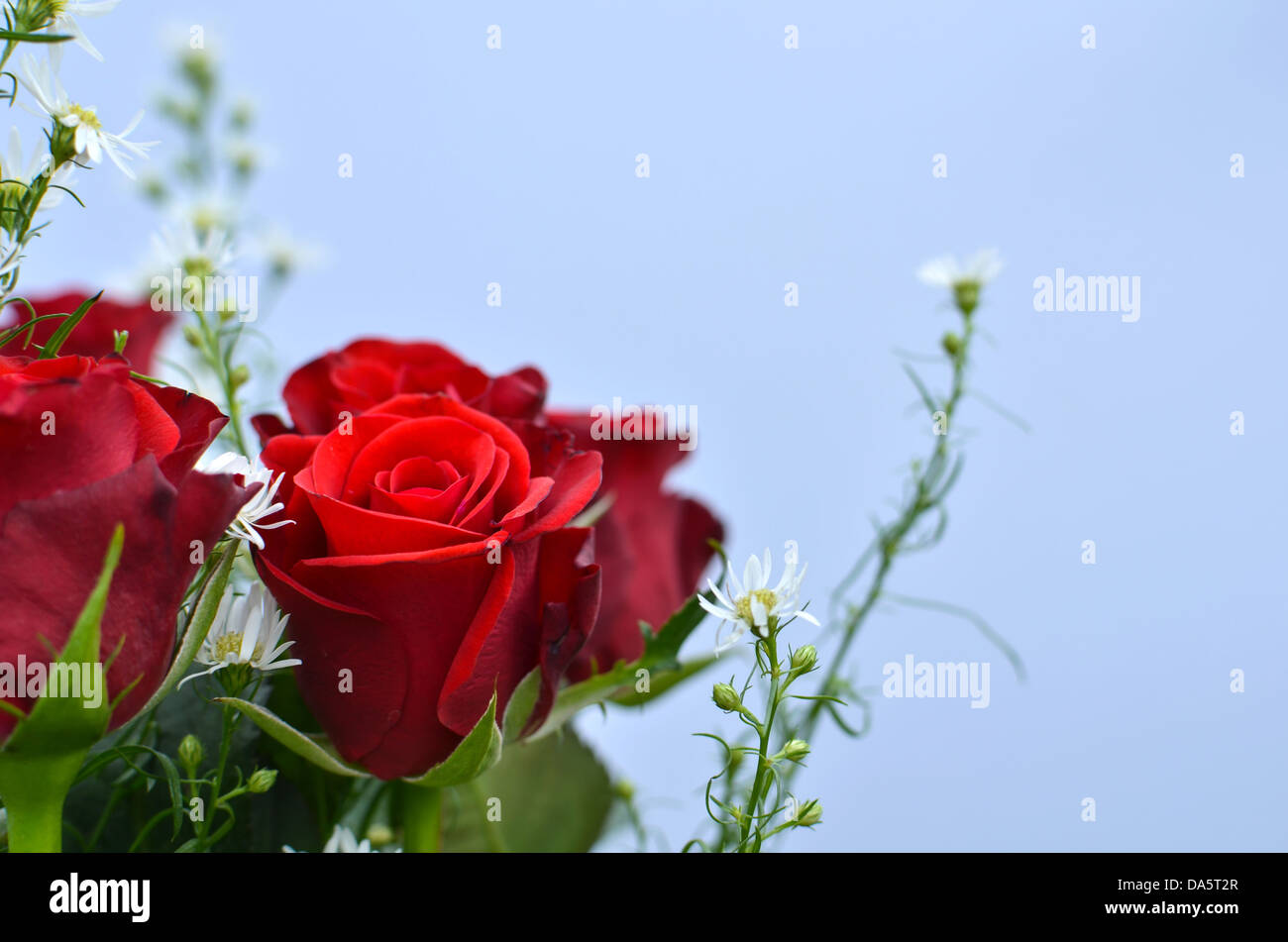 Red rose in a bouquet at a bright blue background Stock Photo - Alamy
