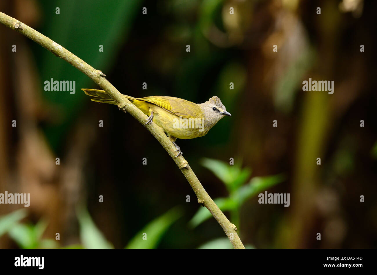 beautiful flavescent bulbul (Pycnonotus flavescens) in Thai forest ...