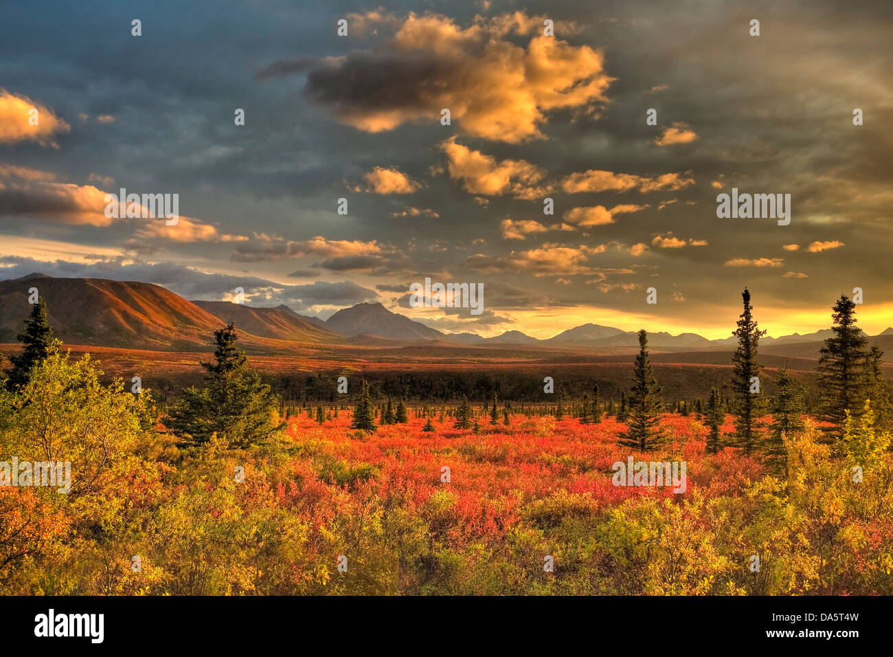 USA, United States, America, Alaska, Denali, National Park, nature ...