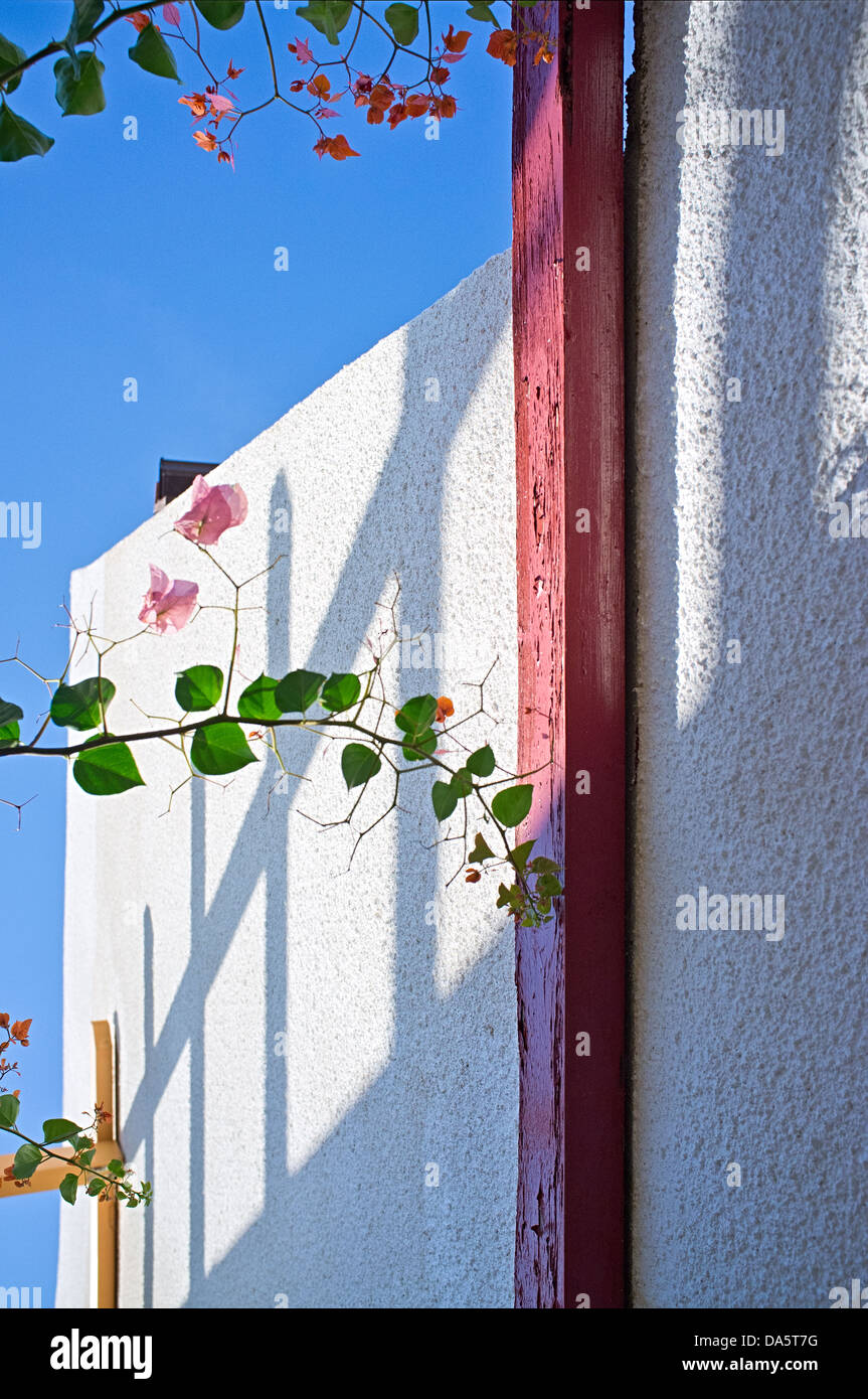 White Sunny wall with flowers of bougainvillea. Cyprus Stock Photo - Alamy