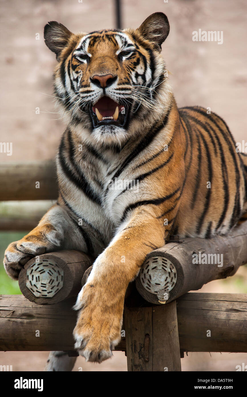 Tiger (captive) Proud Stock Photo - Alamy