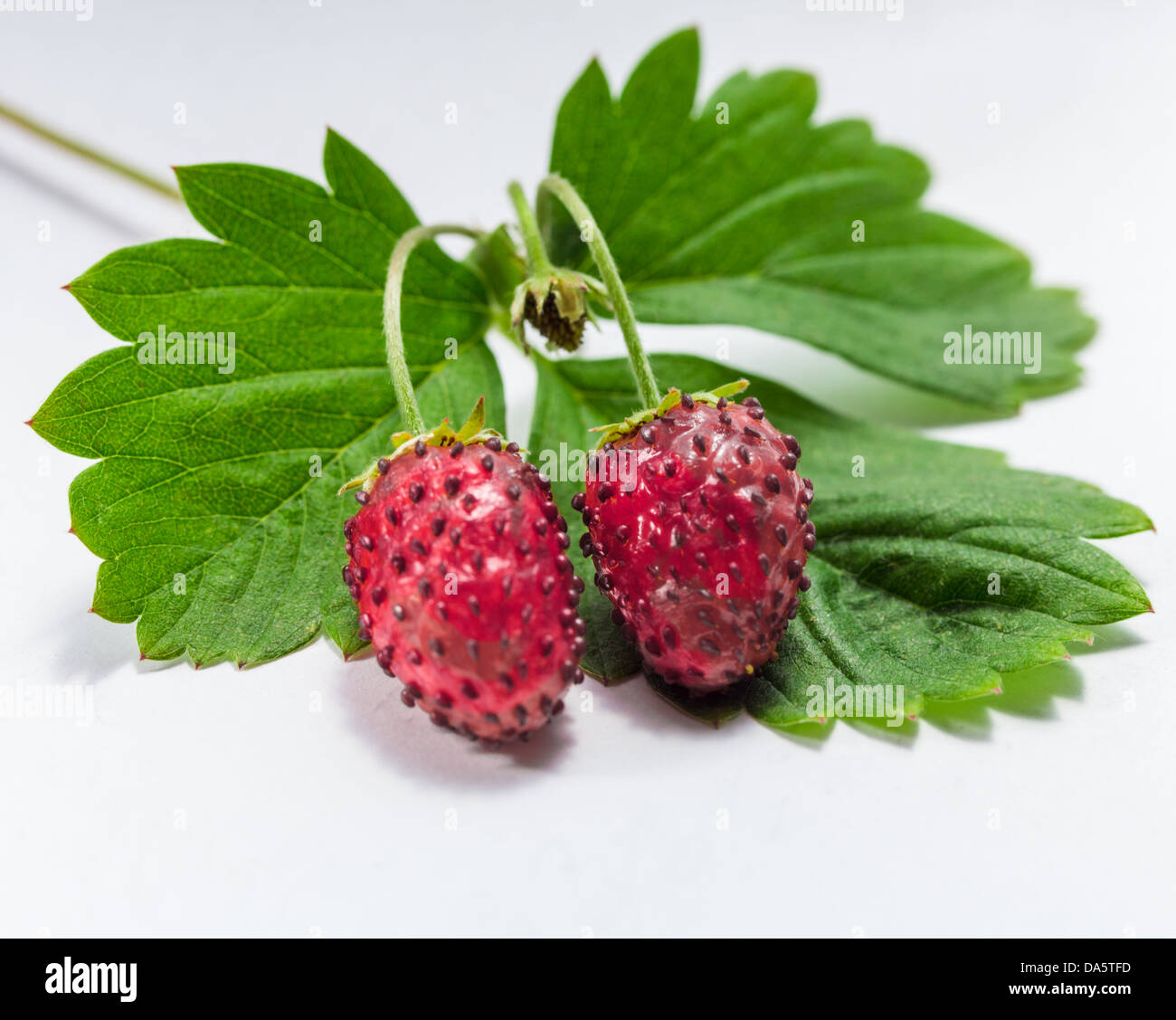 Strawberry seed closeup hi-res stock photography and images - Alamy