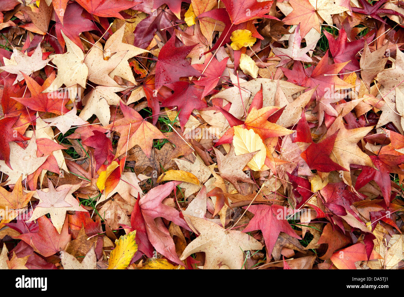 Autumn Leaves On The Ground Stock Photo - Alamy
