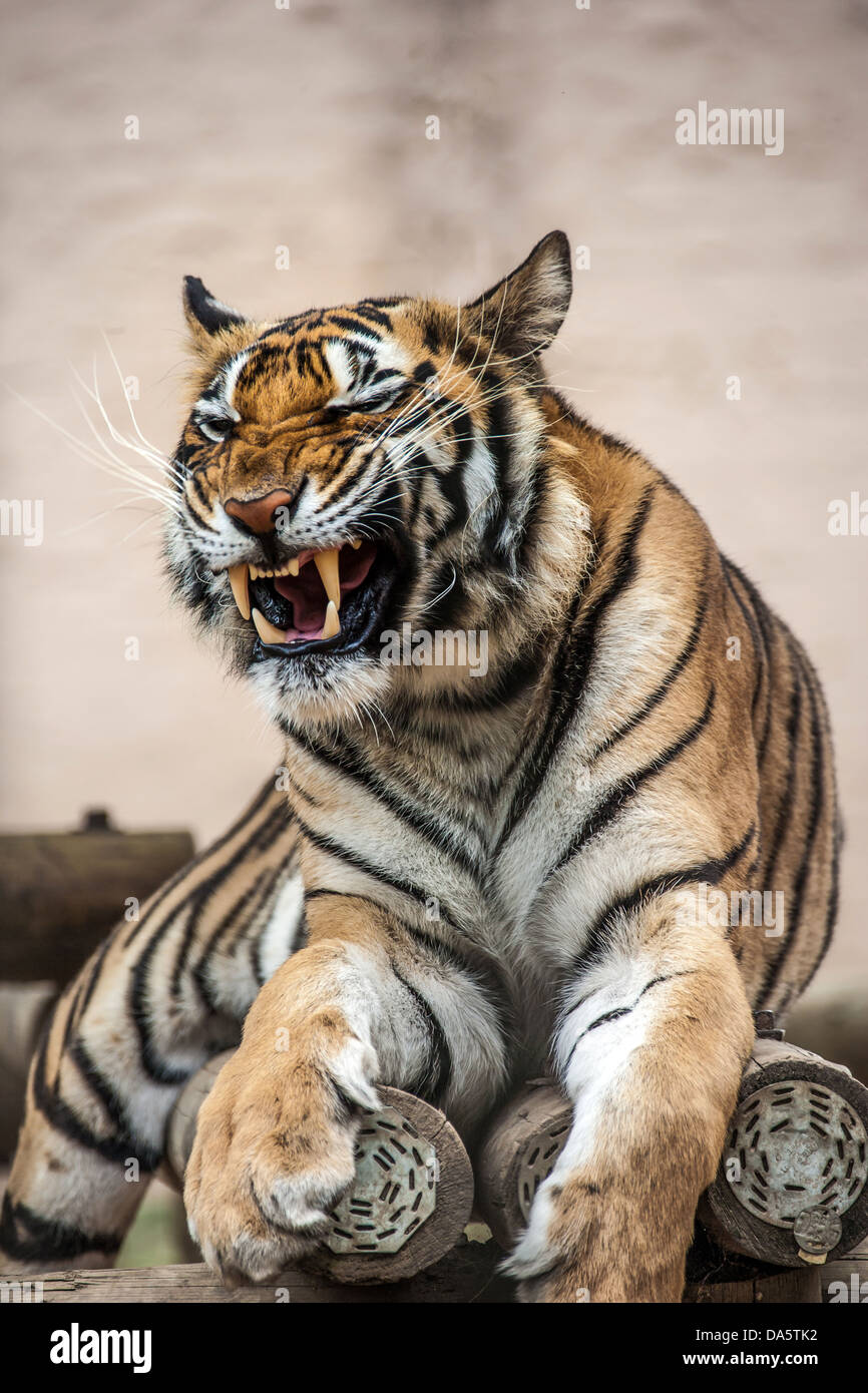 Tiger Snarl