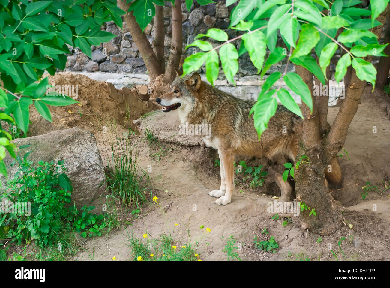 Gray wolf howling hi-res stock photography and images - Alamy