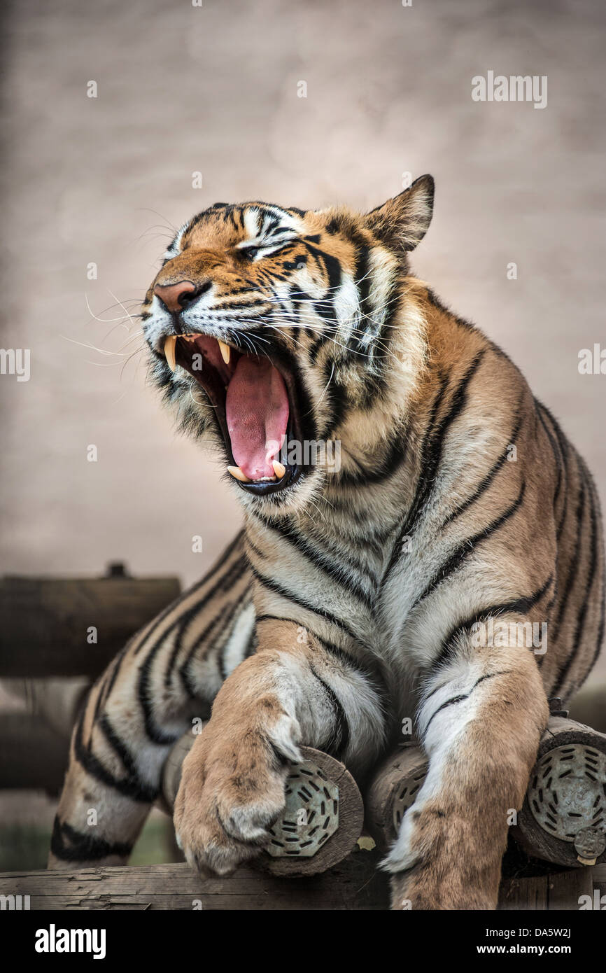 Tiger (captive) Yawning Stock Photo - Alamy