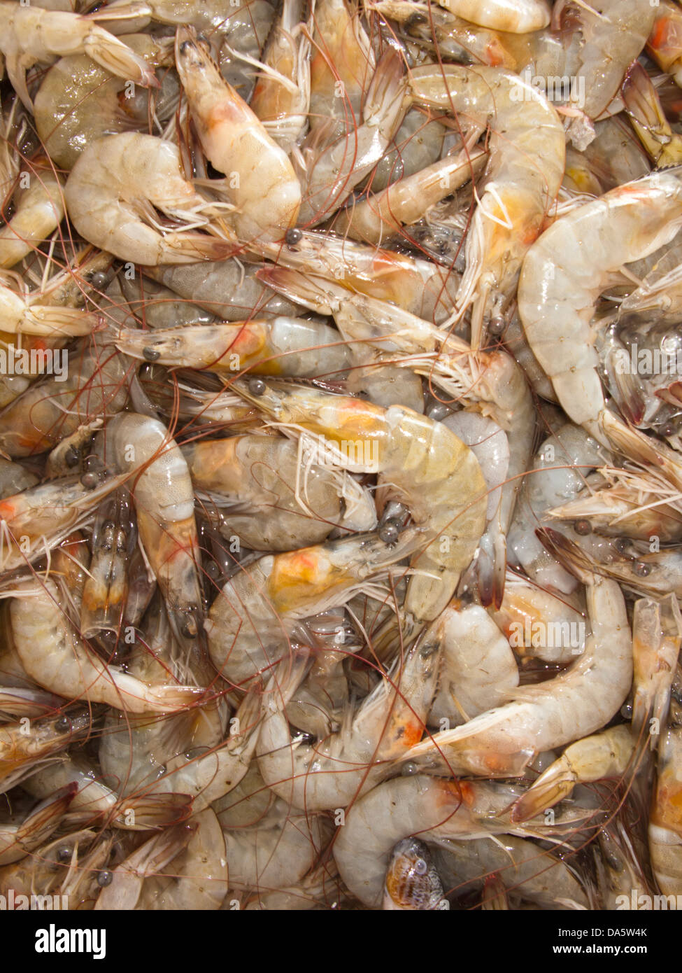 Fresh shrimp prawns at the local fishing market in Santos city, São ...