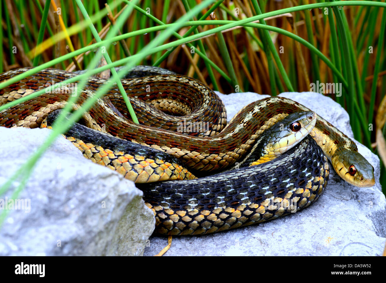 Garter snakes hi-res stock photography and images - Alamy