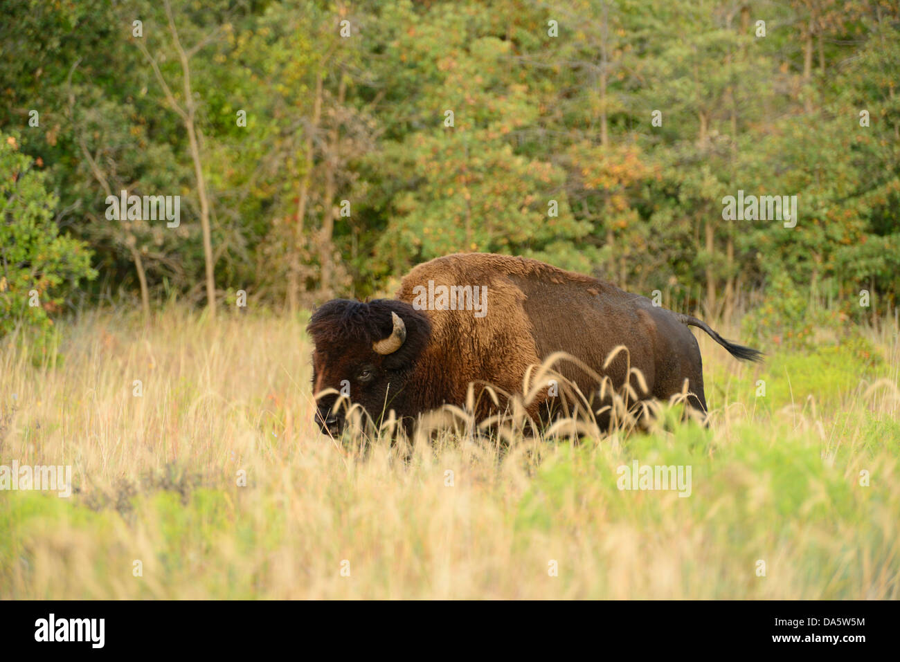 USA, United States, America, North America, Oklahoma, Comanche, Cache ...