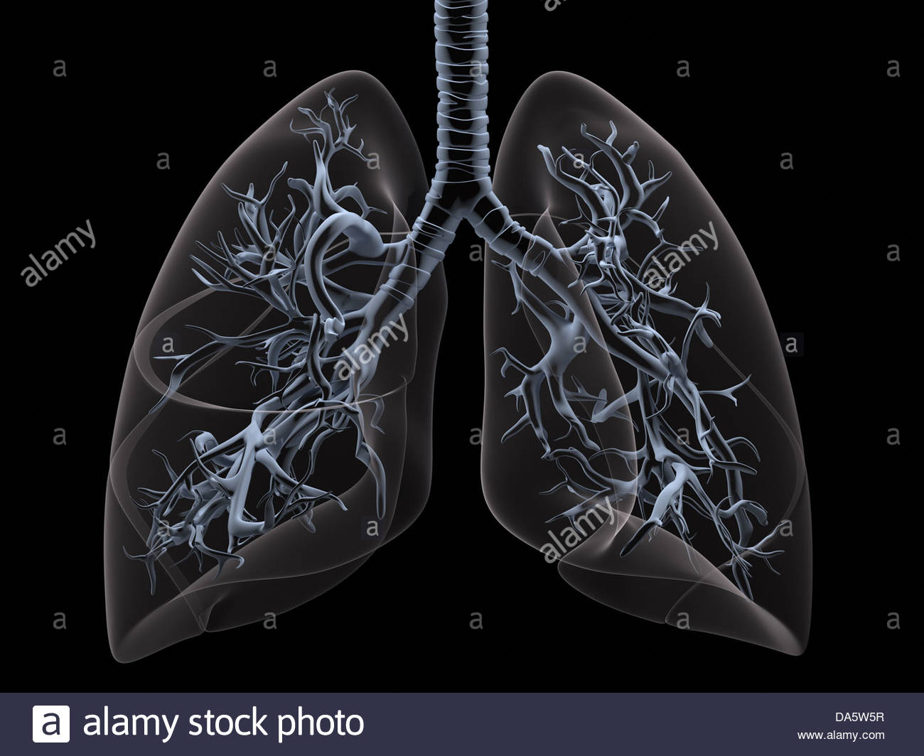 Lung Biology Bronchi Respiration High Resolution Stock Photography and ...