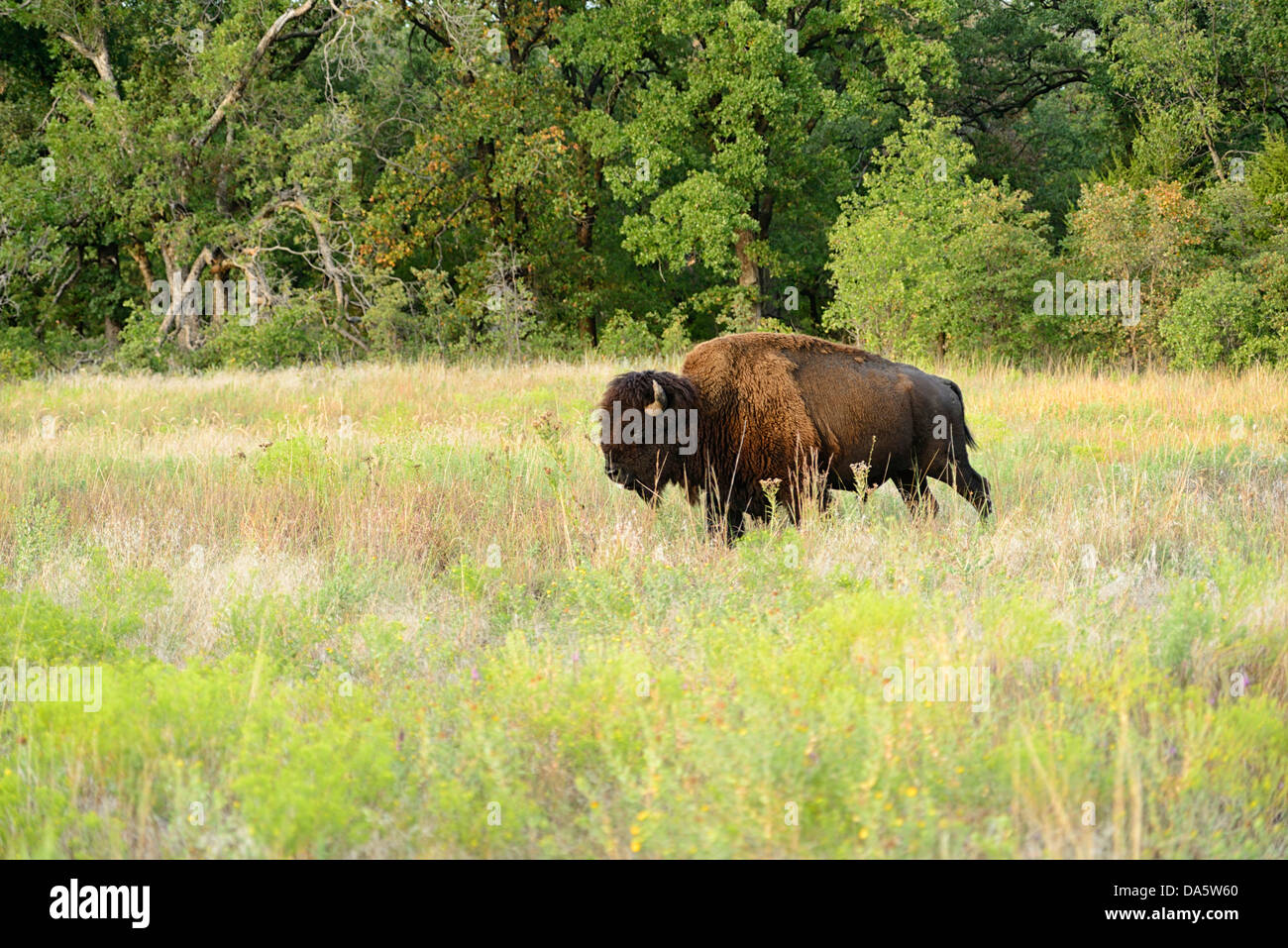 USA, United States, America, North America, Oklahoma, Comanche, Cache ...